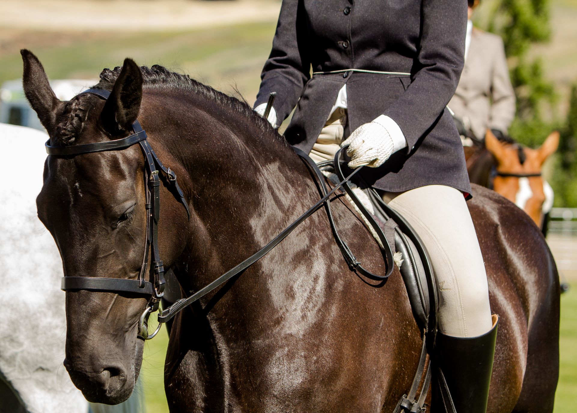 COMPETITION - A M Equestrian
