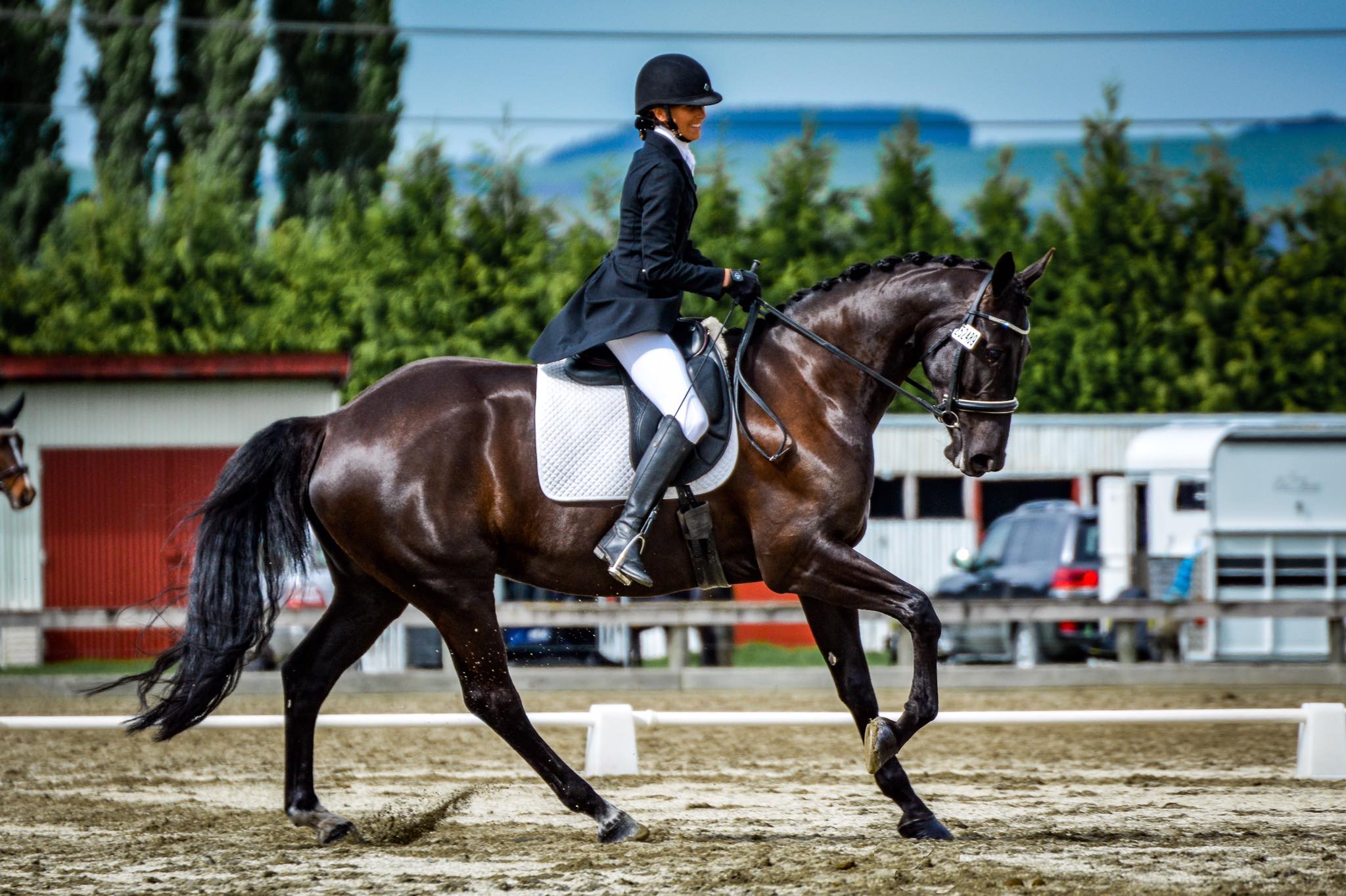 COMPETITION - A M Equestrian